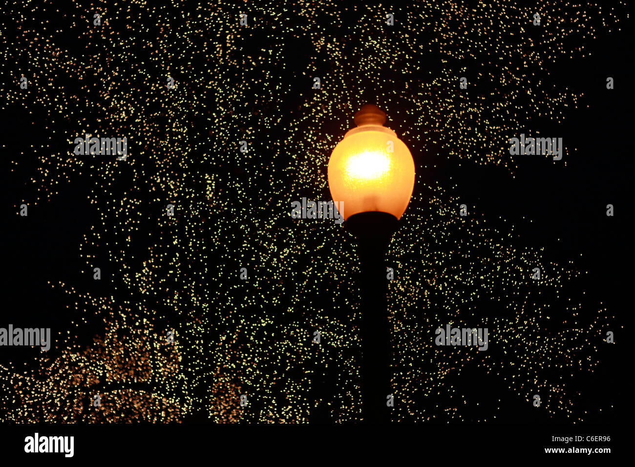 Downtown Bloomington Indiana canopy of lights monroe county ...