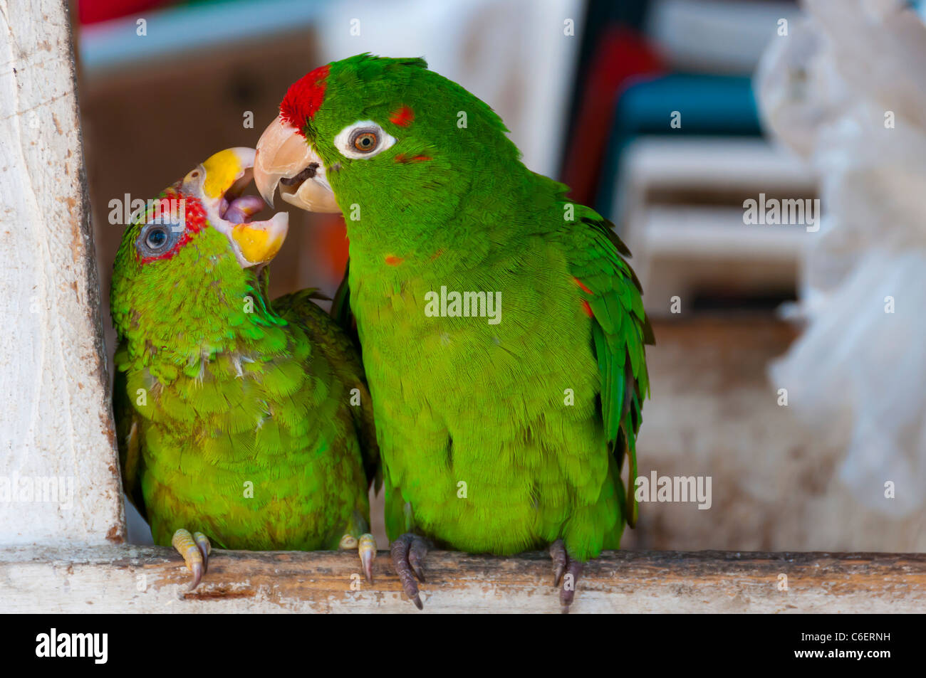 Parakeets kissing hi-res stock photography and images - Alamy
