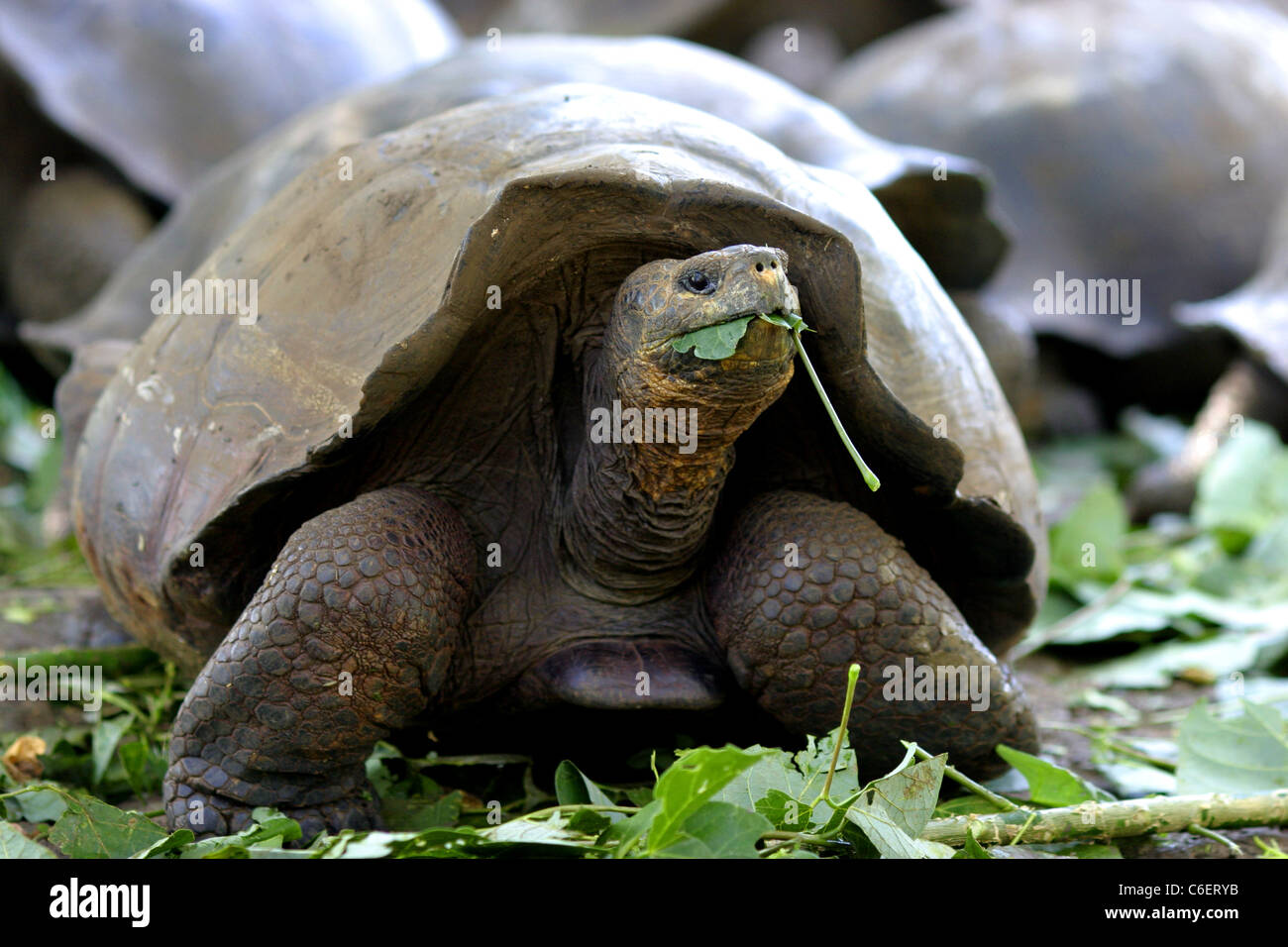 Giant Galapagos tortoise feeding on leaves at La Galapaguera Stock ...