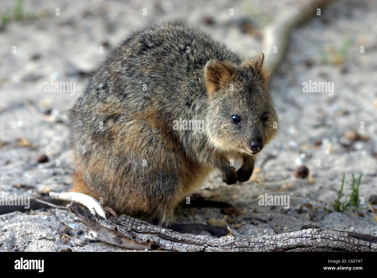 Quokka (Setonix brachyurus). Rottnest Island, Western Australia ...