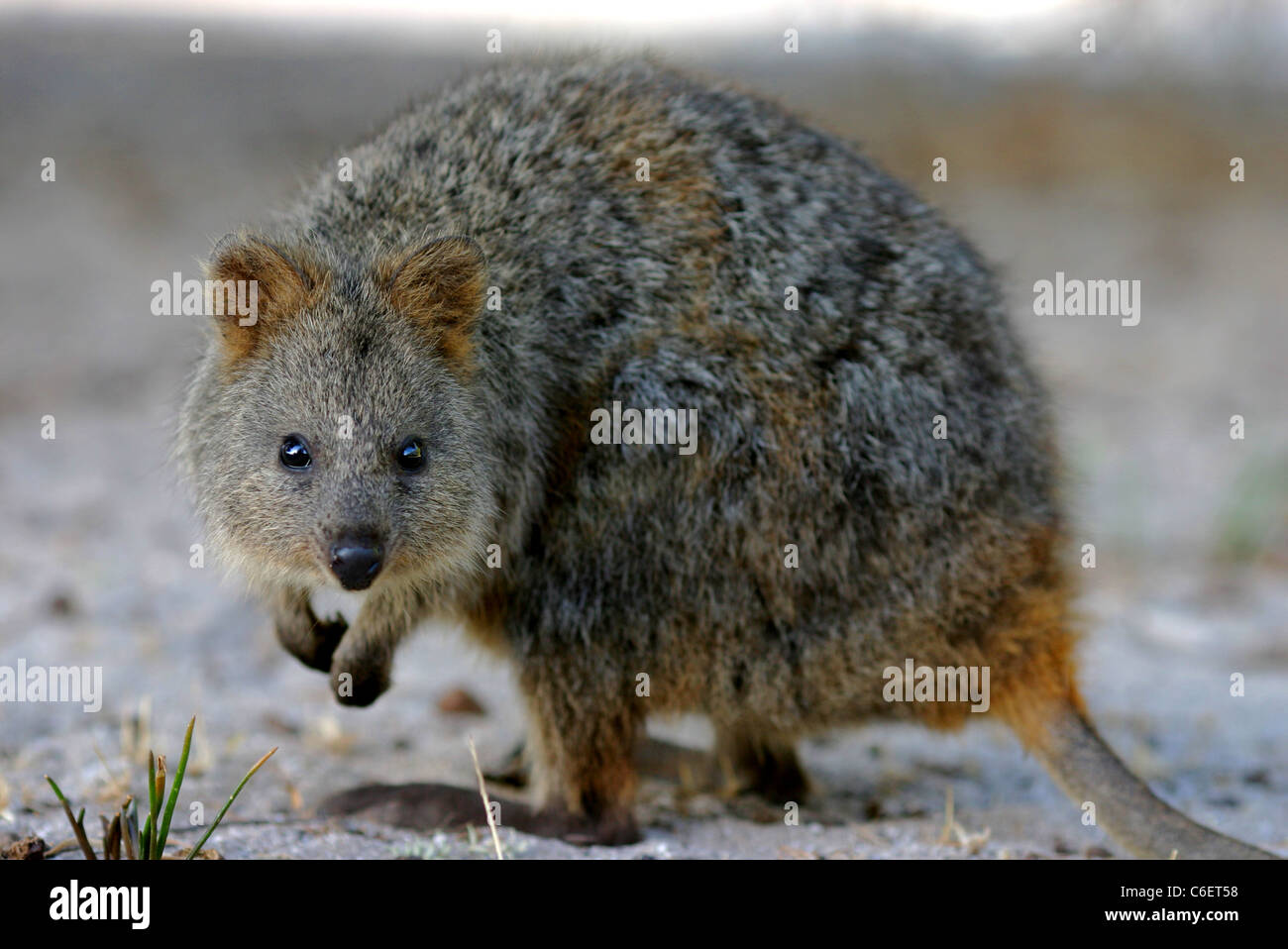 Quokka (Setonix brachyurus Stock Photo - Alamy