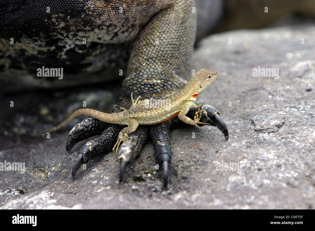 Lava lizard on the foot of a marine iguana Stock Photo - Alamy