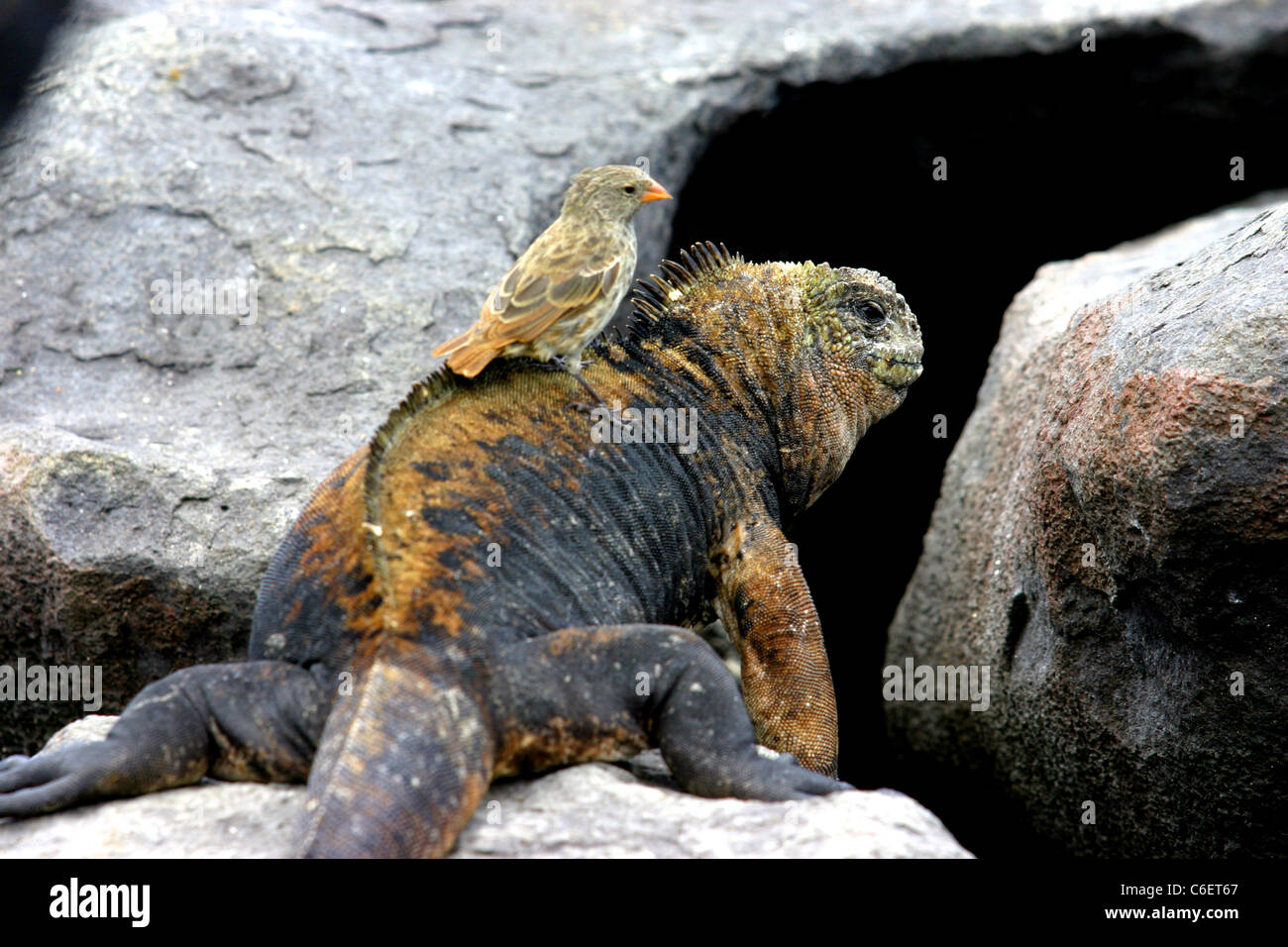 Hitchhiking bird hi-res stock photography and images - Alamy