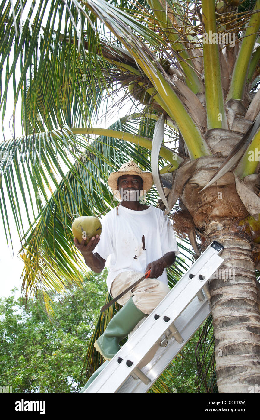 Caribbean coconut picking hi-res stock photography and images - Alamy