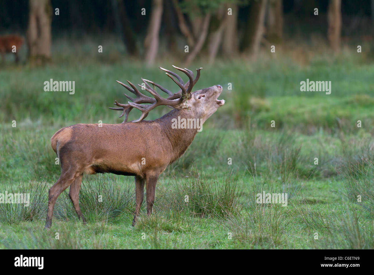 Red Deer (Cervus elaphus Stock Photo - Alamy