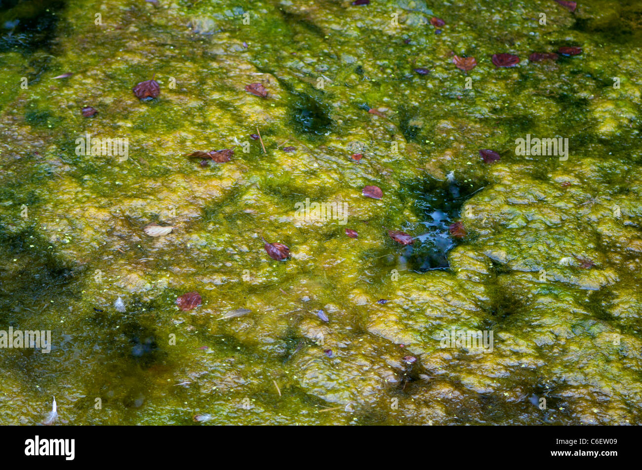 Blue green algae hi-res stock photography and images - Alamy