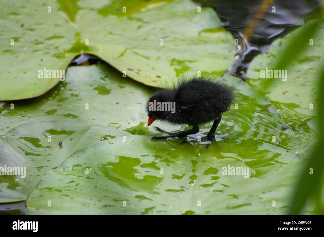 Moorhen Chick on lily pad Stock Photo - Alamy