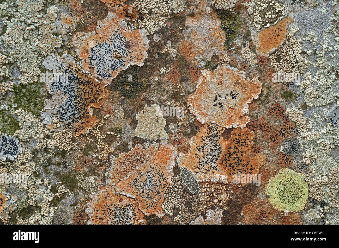 Different lichen species covering rock surface, Iceland Stock Photo - Alamy