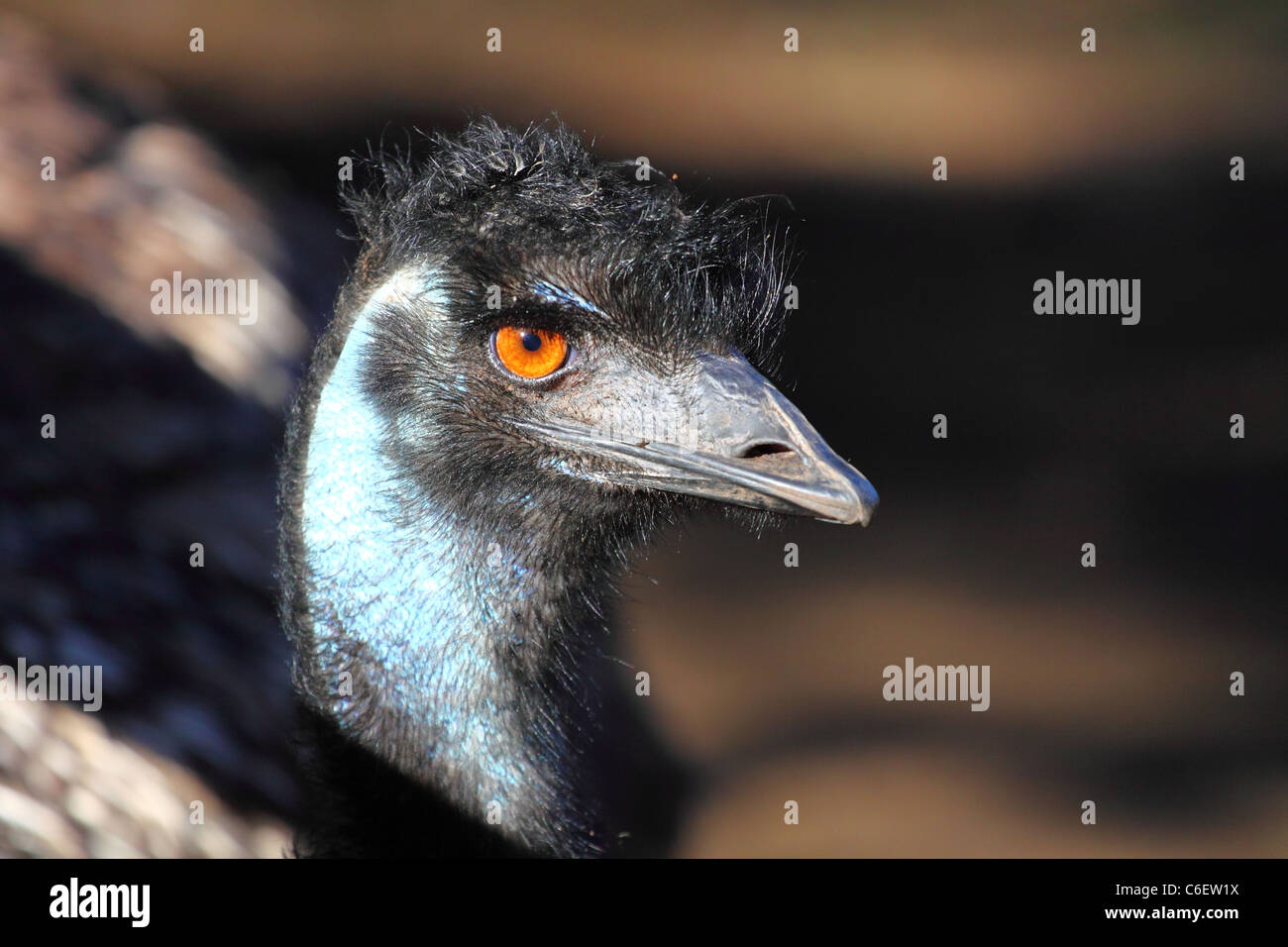 Portrait of an Emu in Australia Stock Photo - Alamy