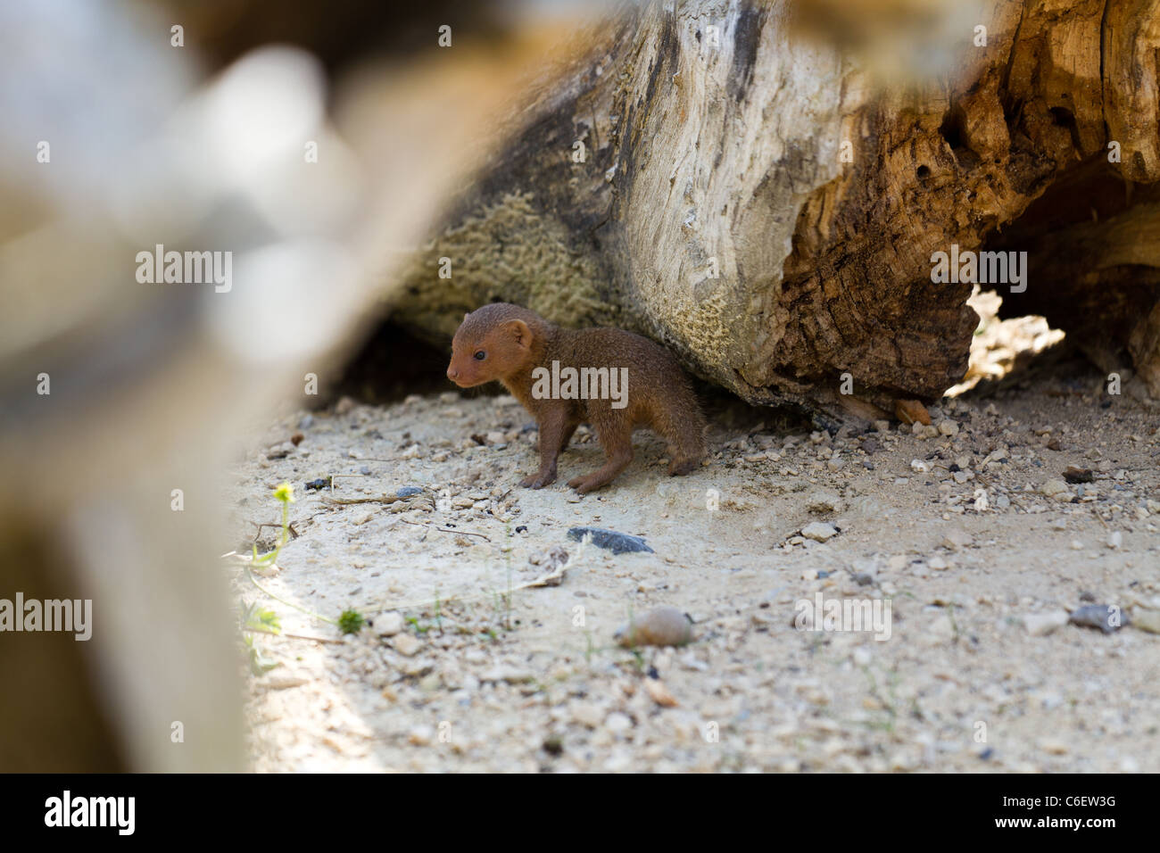 A baby mongoose Stock Photo - Alamy