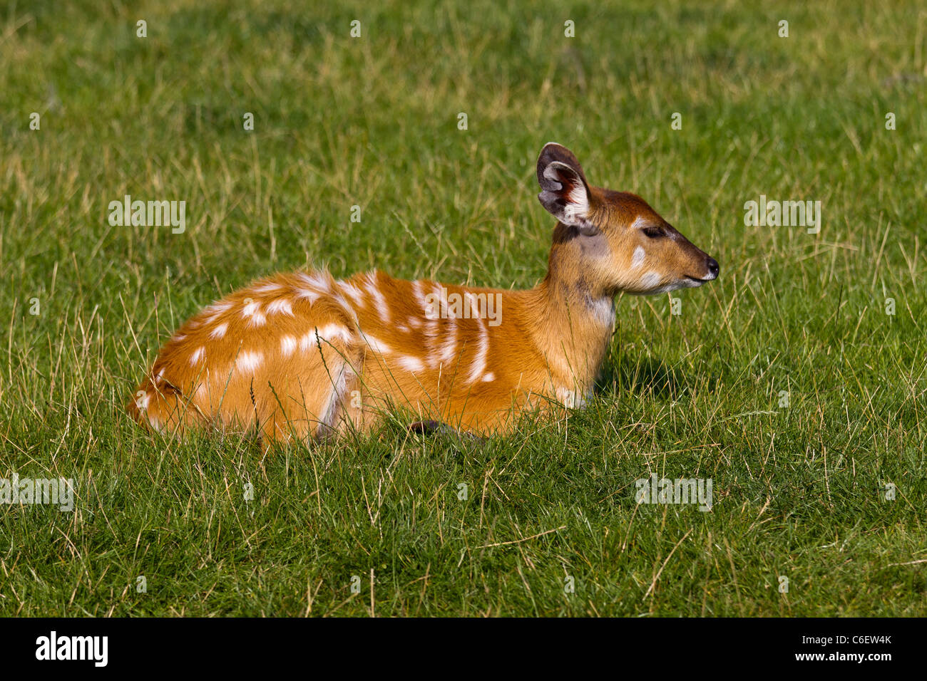 Deer Lying Down Stock Photos & Deer Lying Down Stock Images - Alamy