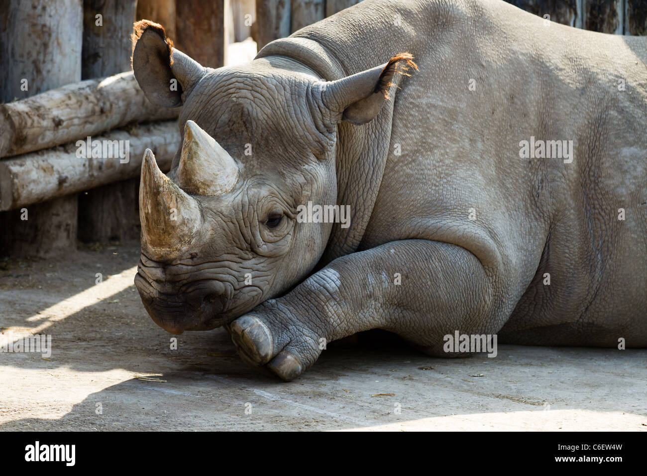 A rhino lying down. Taken at Chester Zoo Stock Photo - Alamy