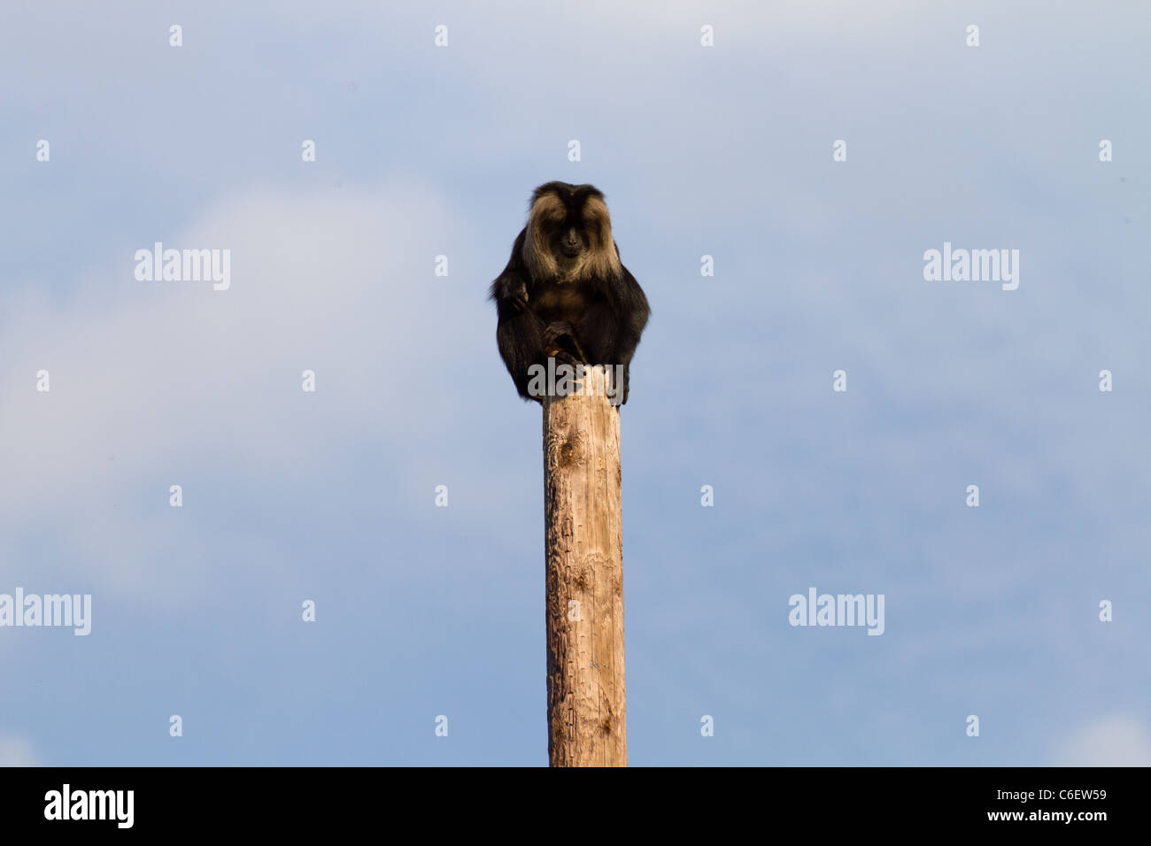 Monkey pole hi-res stock photography and images - Alamy