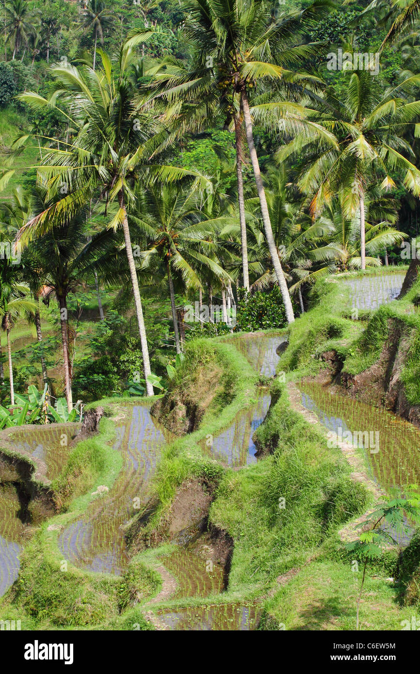 Padi terraces bali hi-res stock photography and images - Alamy