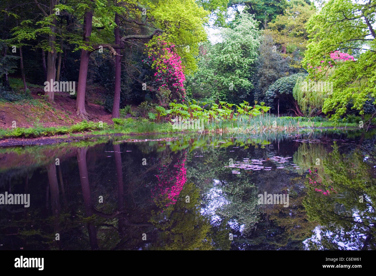 Reflection in pond Stock Photo - Alamy