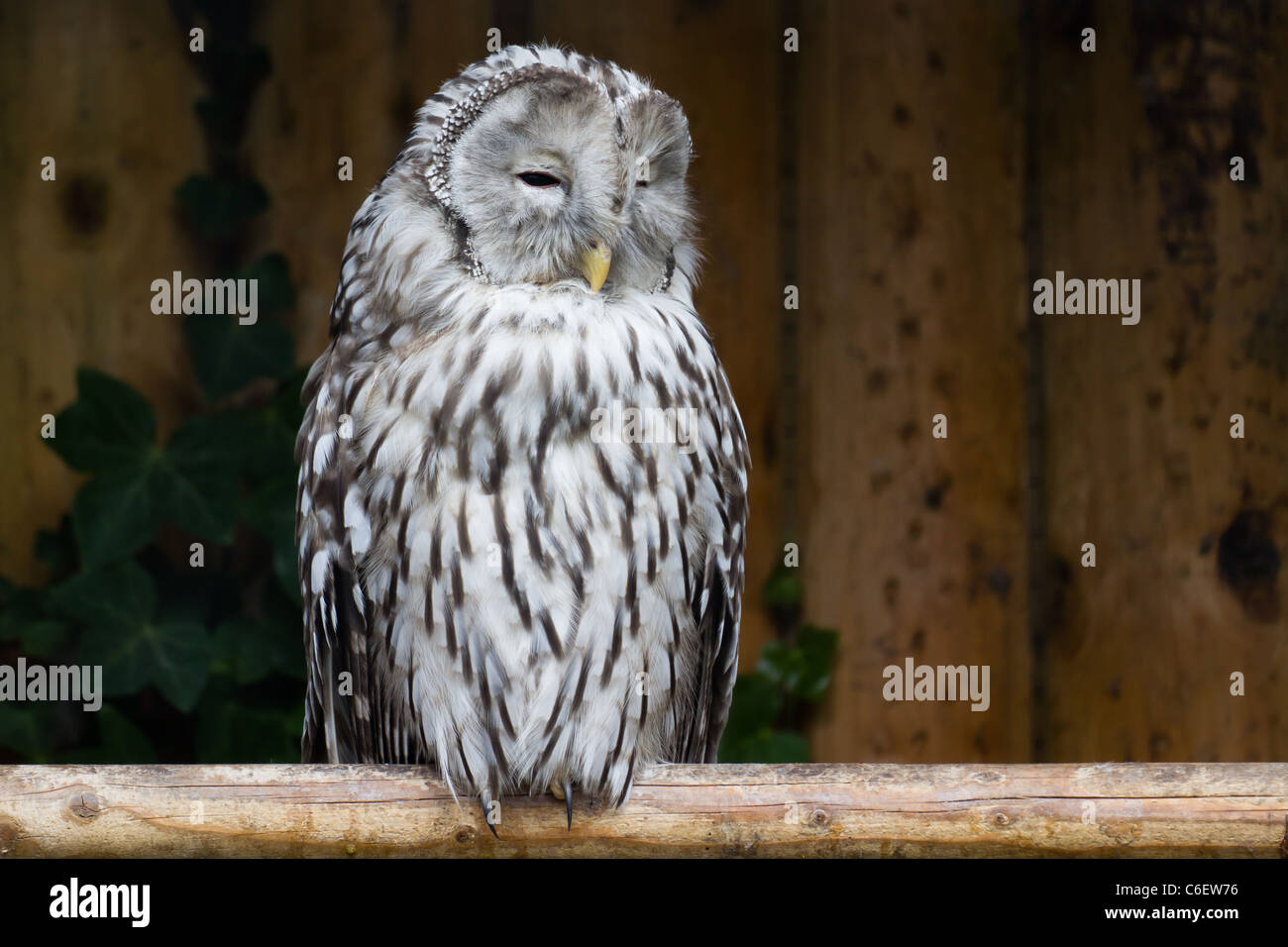 An owl at Chester zoo Stock Photo - Alamy