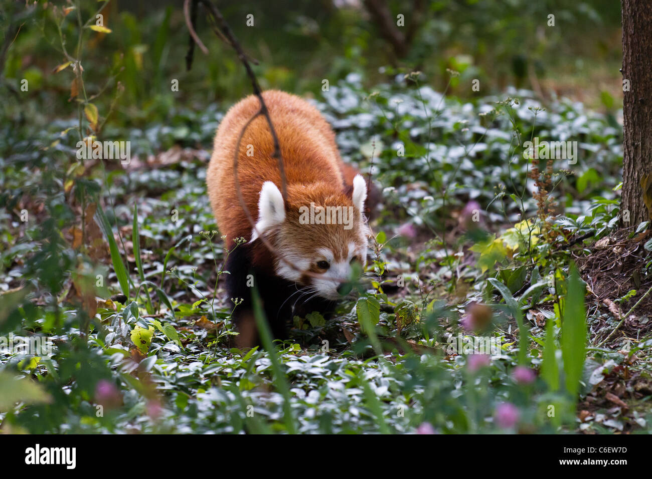A red panda walking along the floor. Taken at Chester Zoo Stock Photo ...