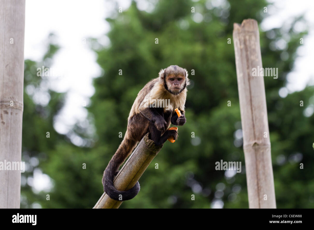 Chester animal chester zoo hi-res stock photography and images - Alamy