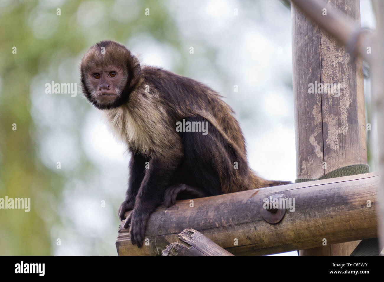 A monkey sat on a post. Taken at Chester zoo Stock Photo - Alamy