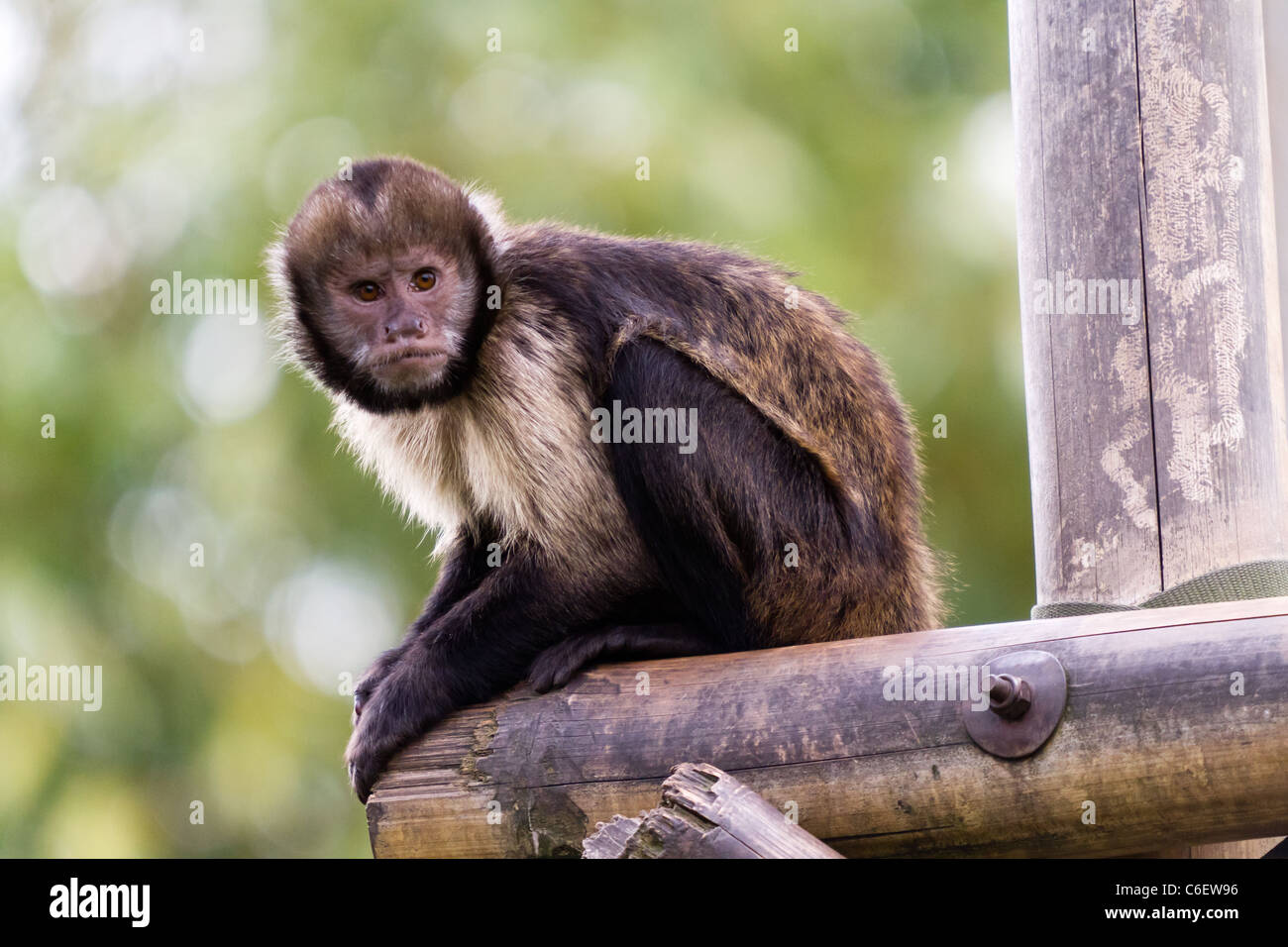 Zoo animal monkey hi-res stock photography and images - Alamy
