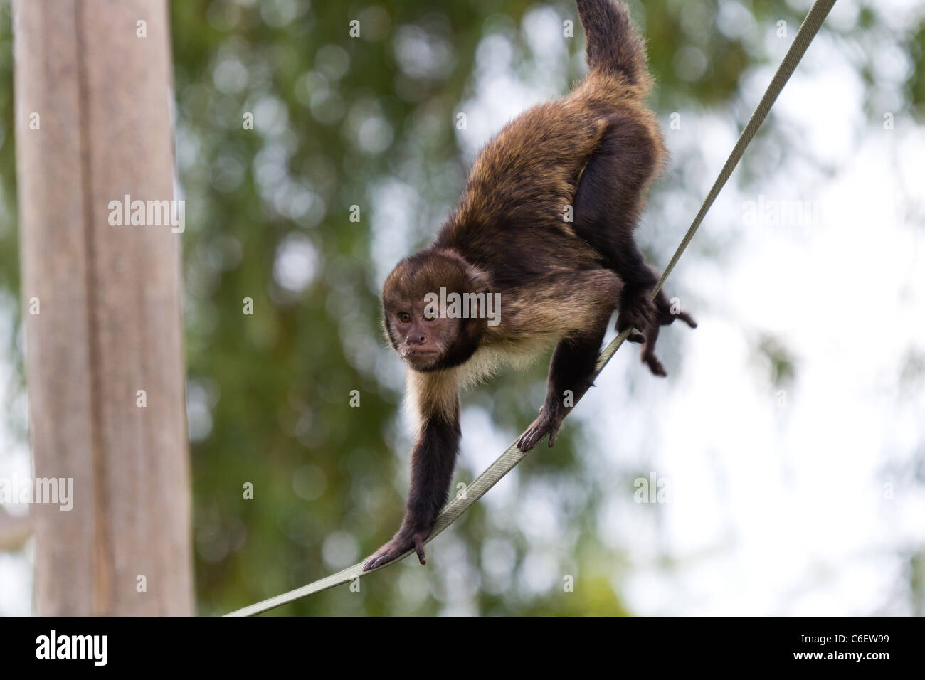Animal climbing rope hi-res stock photography and images - Alamy
