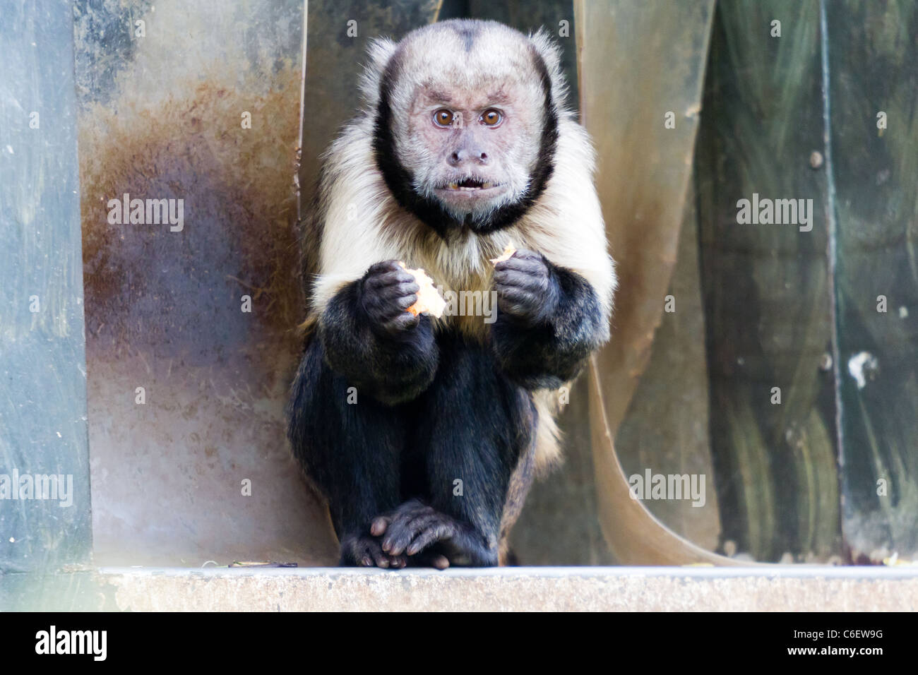 A monkey eating whilst looking at the camera, taken at Chester Zoo ...