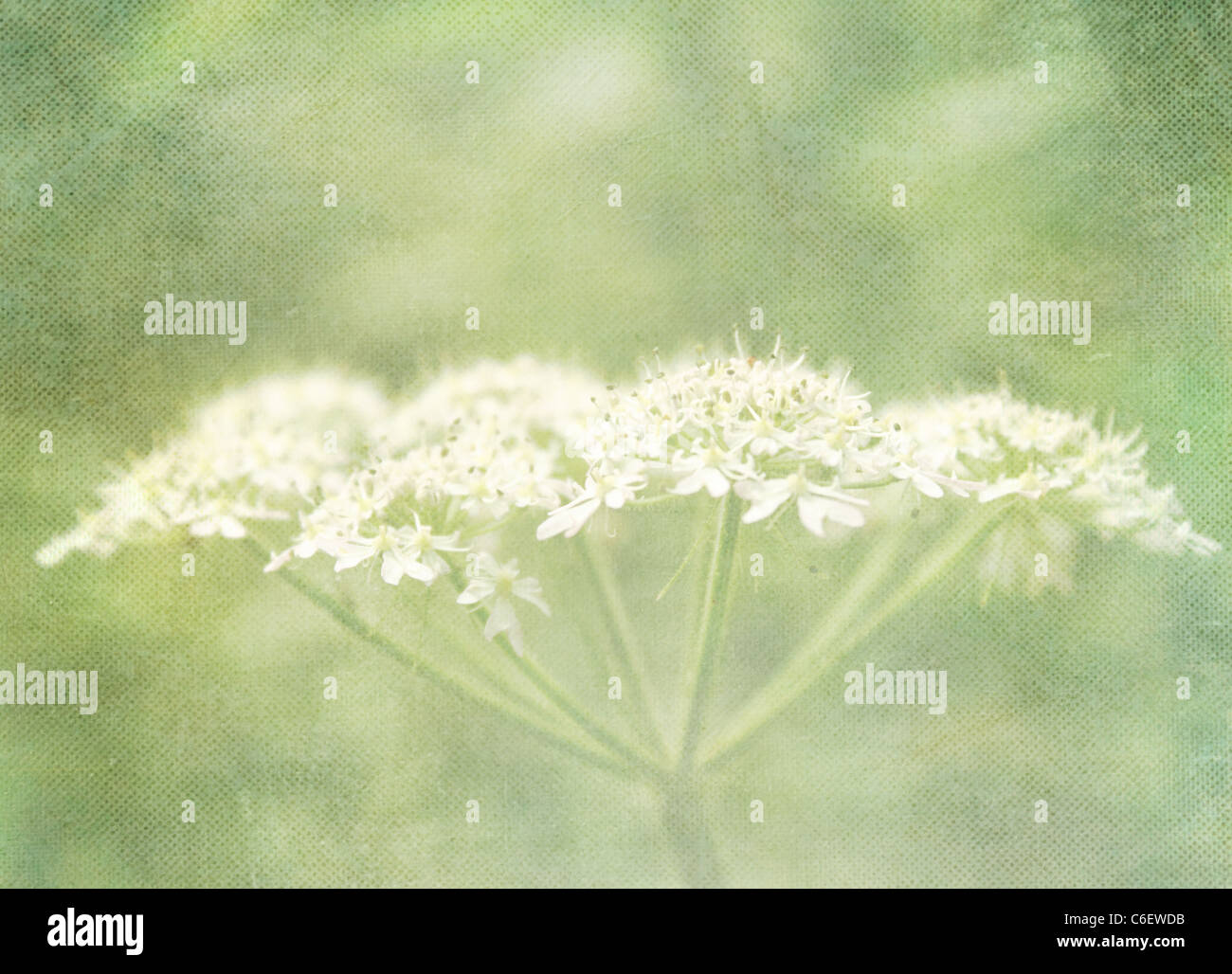 Soft field background hi-res stock photography and images - Alamy