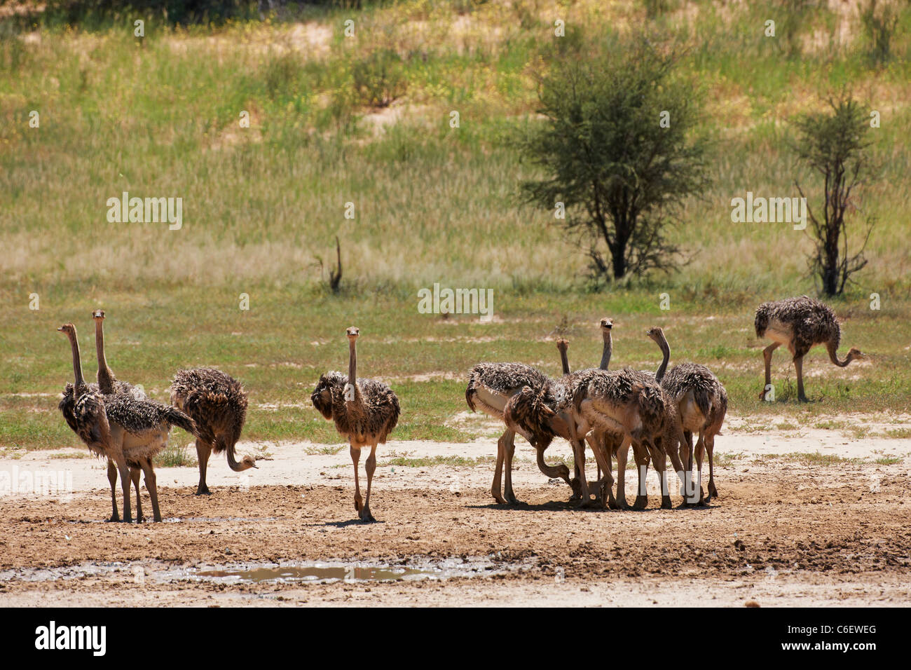big group of young Ostrichs, Struthio camelus, biggest bird on earth ...