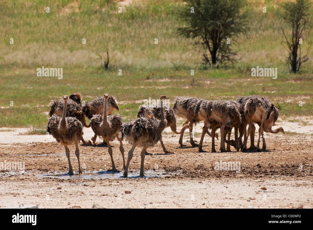 big group of young Ostrichs, Struthio camelus, biggest bird on earth ...