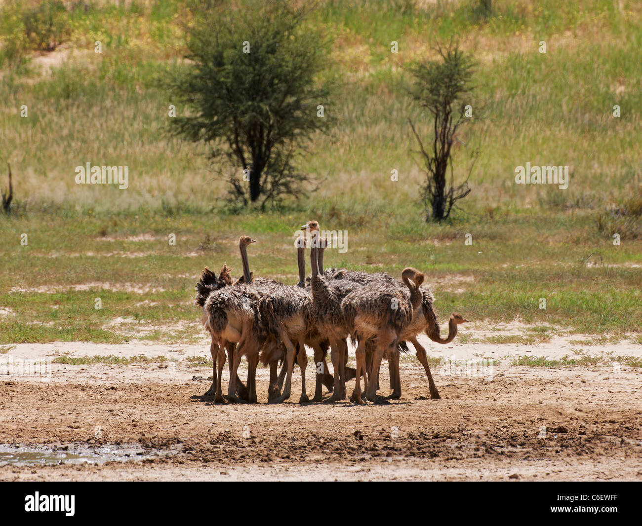 big group of young Ostrichs, Struthio camelus, biggest bird on earth ...