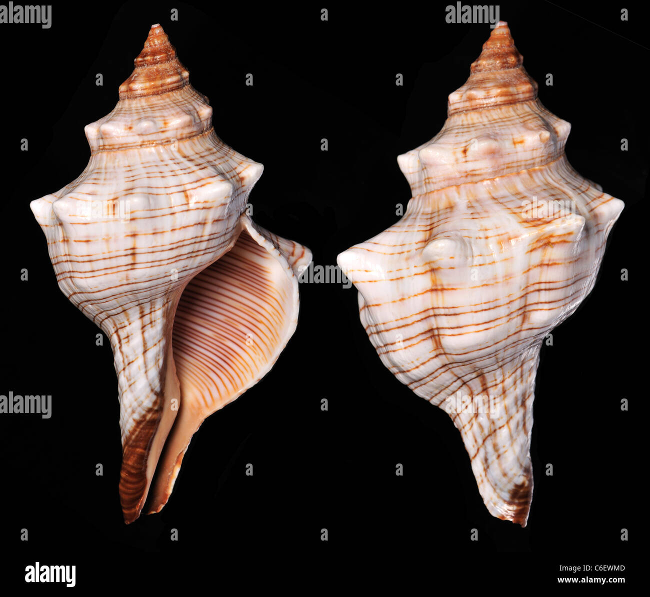 Horse Conch Shell High Resolution Stock Photography and Images - Alamy