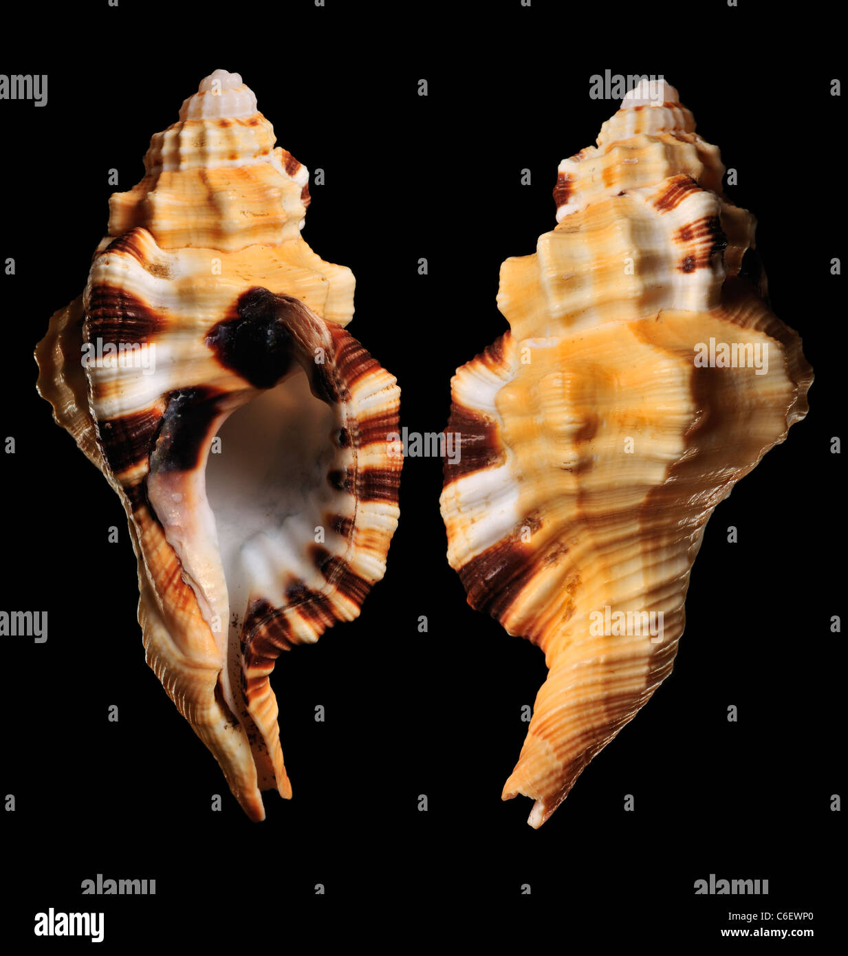 Yellow Triton shell (Cymatium grandimaculatum Stock Photo - Alamy