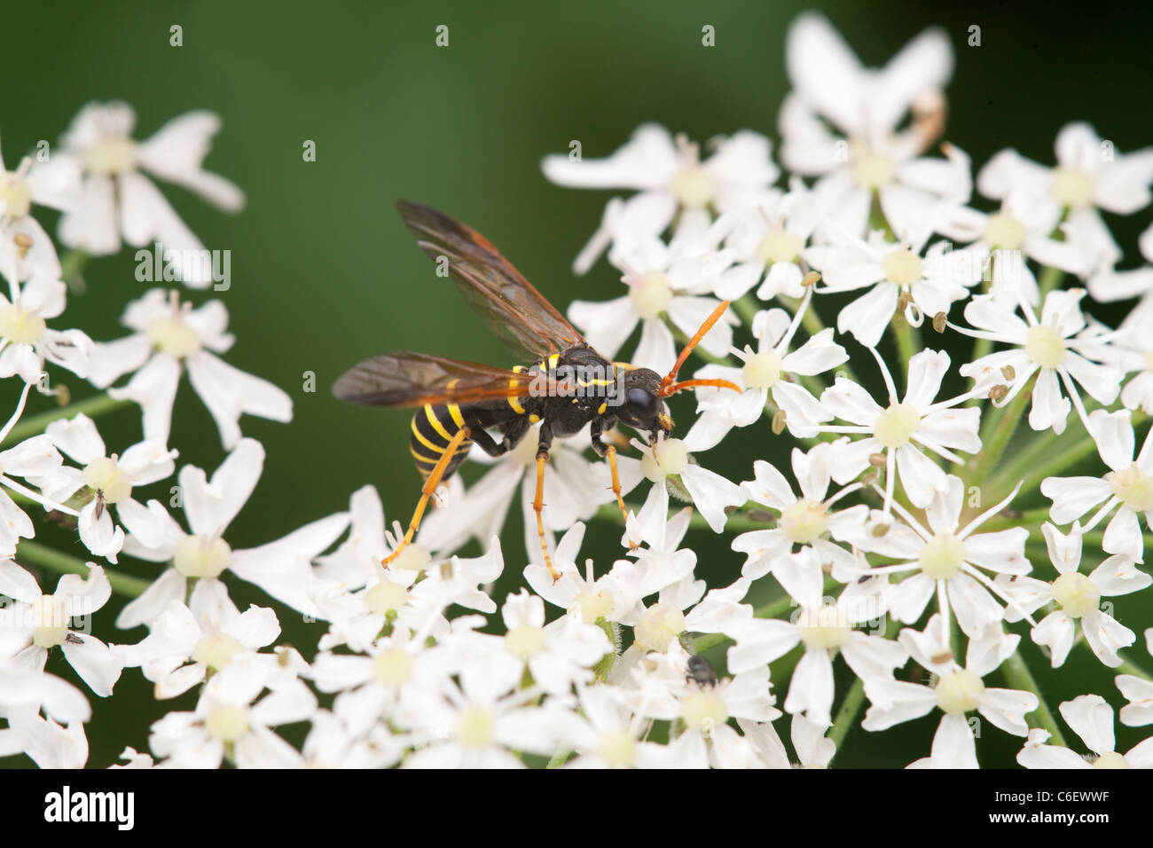 White umbellifer hi-res stock photography and images - Alamy