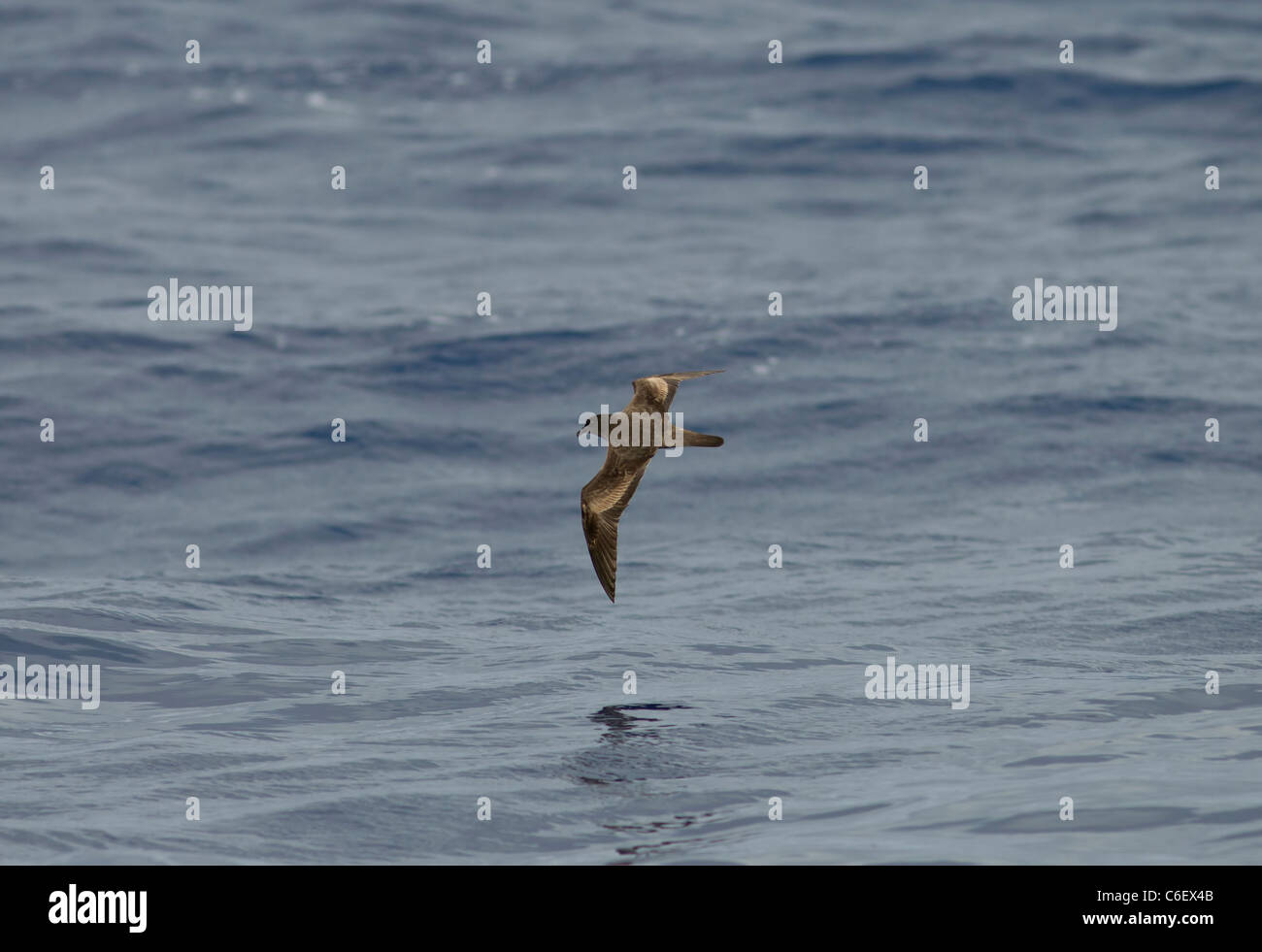 Buleria bulwerii hi-res stock photography and images - Alamy