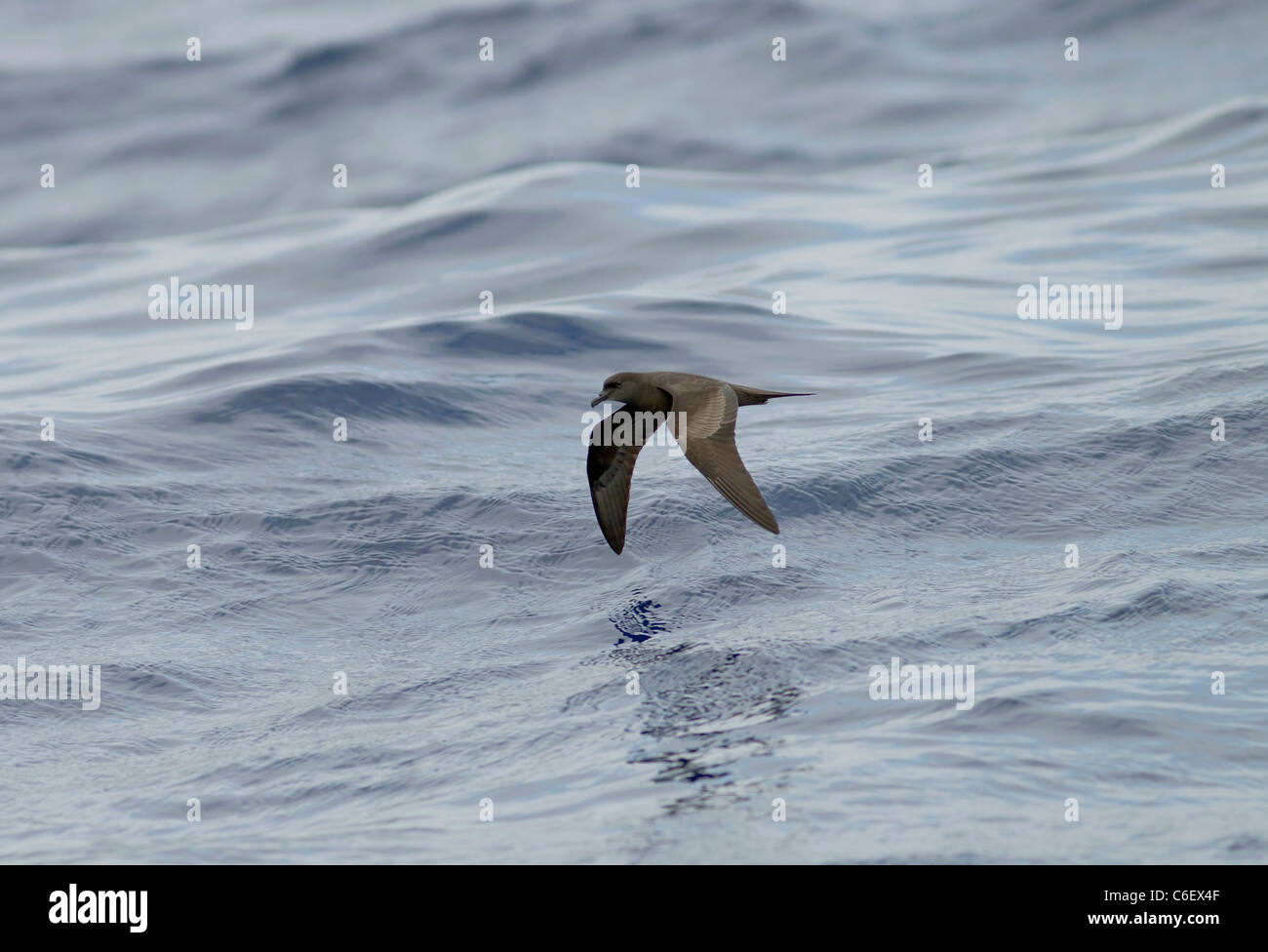 Buleria bulwerii hi-res stock photography and images - Alamy