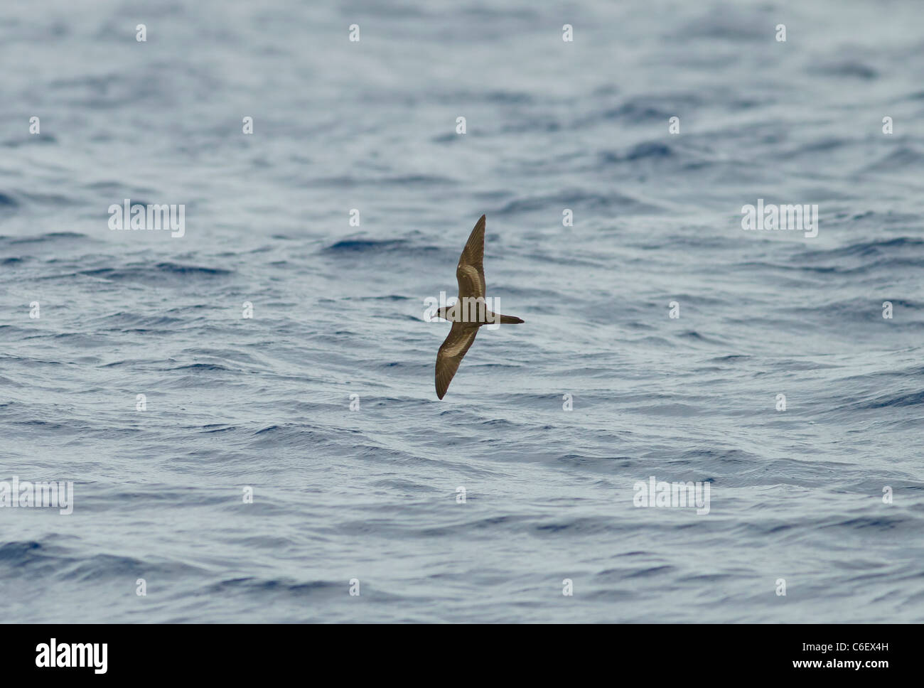 Buleria bulwerii hi-res stock photography and images - Alamy