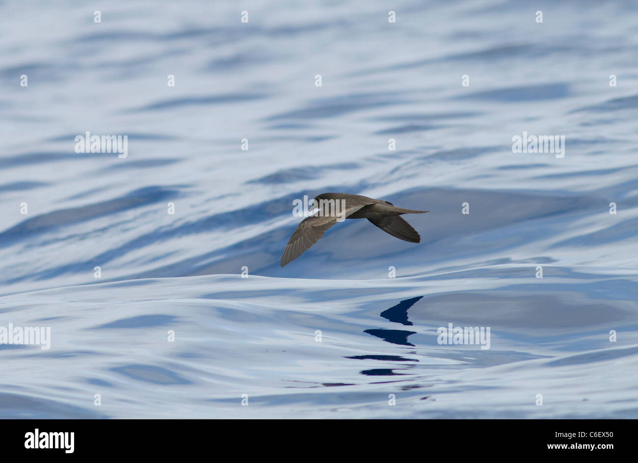 Buleria bulwerii hi-res stock photography and images - Alamy