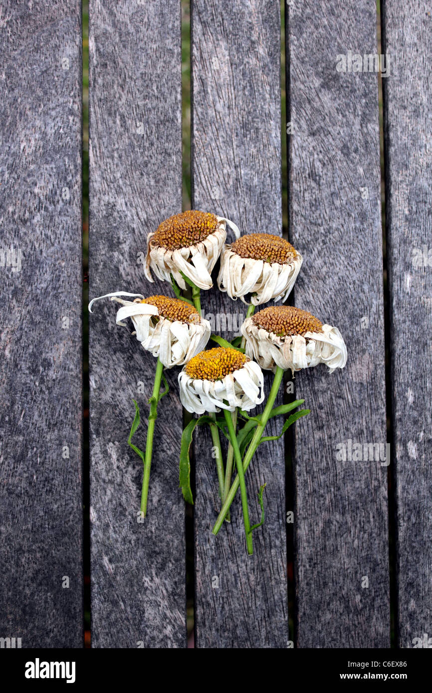 Dead daisy hi-res stock photography and images - Alamy