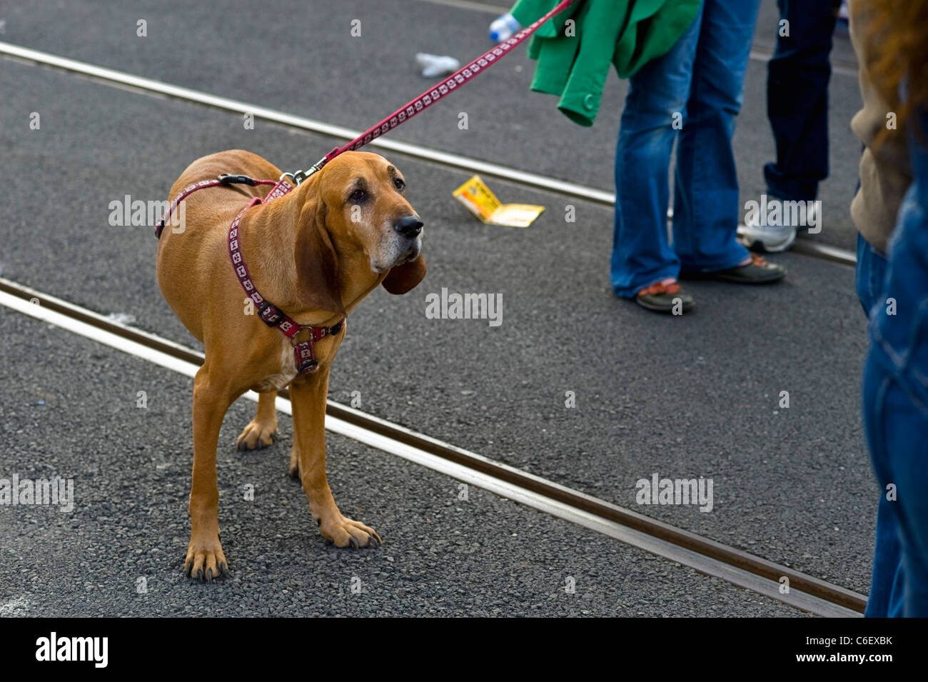dog in the streets of milan, italy Stock Photo - Alamy