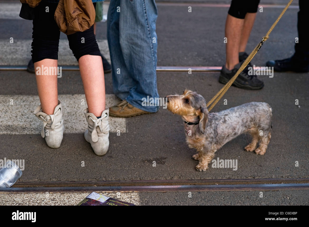 dog on the street in milan, italy Stock Photo - Alamy