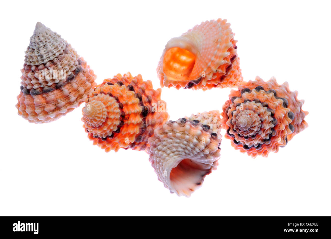 Winkle shell hi-res stock photography and images - Alamy