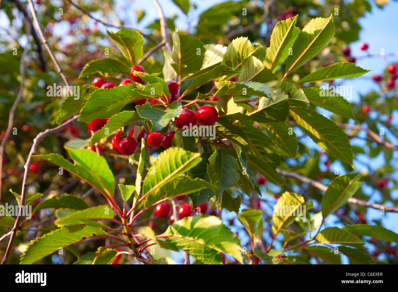 Cherry's closeup with blues sky background Stock Photo - Alamy