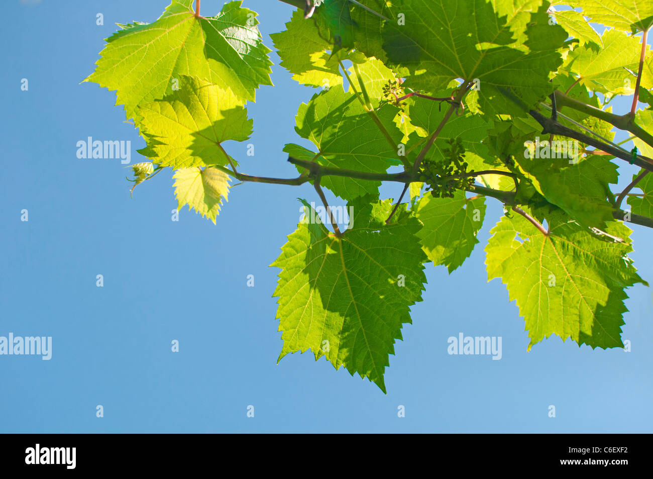 Grapevine branch with blue sky background Stock Photo - Alamy