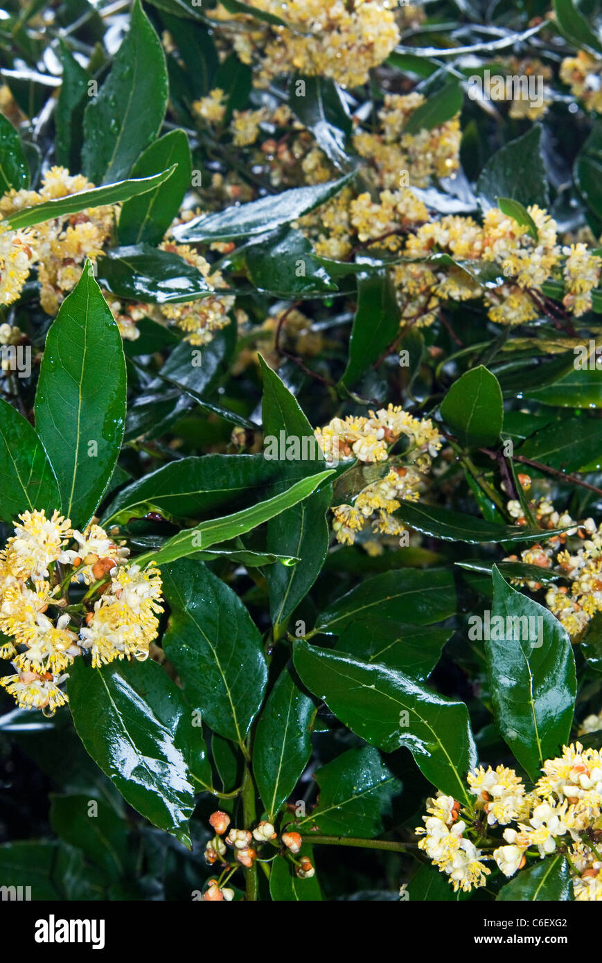 Bay laurel (Laurus nobilis Stock Photo - Alamy