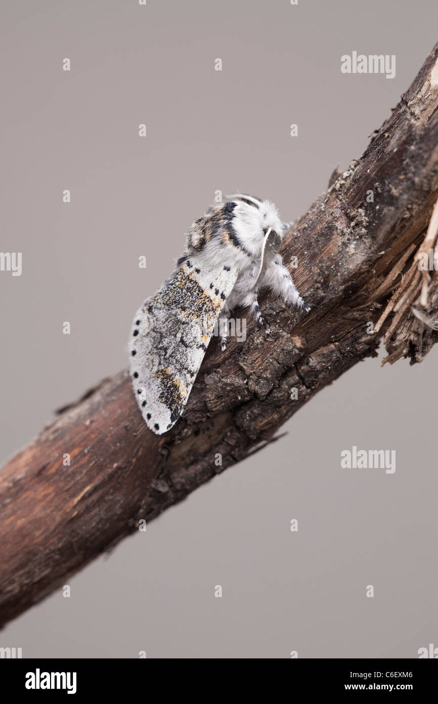 Furcula hi-res stock photography and images - Alamy