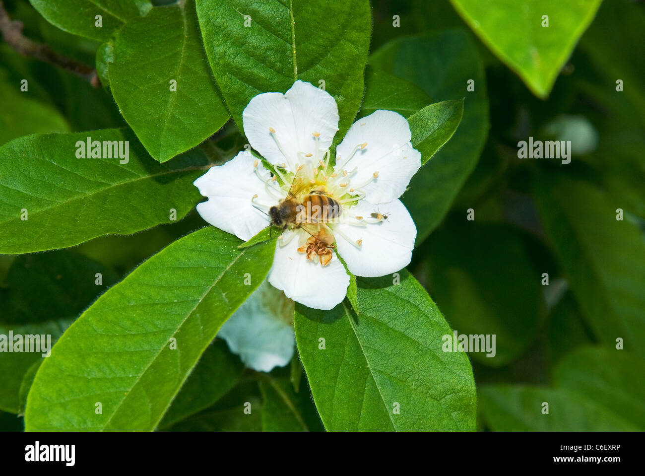 Bee still tree hi-res stock photography and images - Alamy