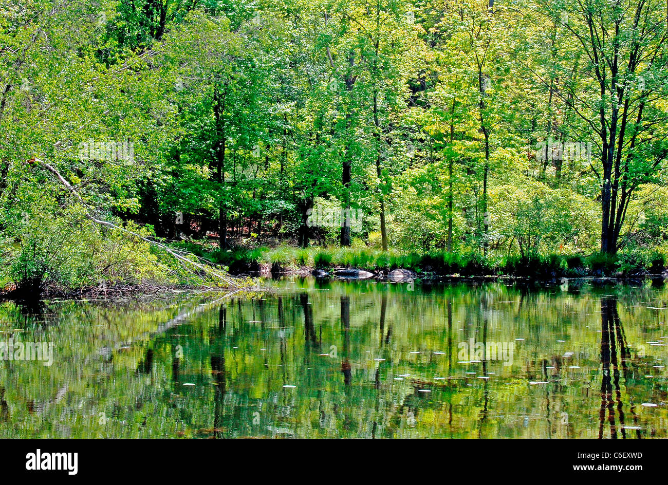 Lake with Reflecting Trees Stock Photo - Alamy