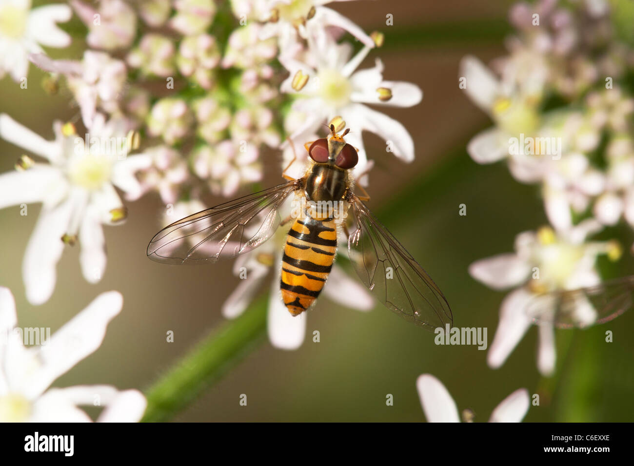 Syrphus Ribesii Stock Photos & Syrphus Ribesii Stock Images - Alamy