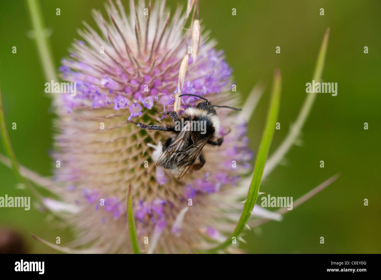 White-tailed Bumblebee Bombus lucorum on Wild Teasel Dipsacus fullonum ...