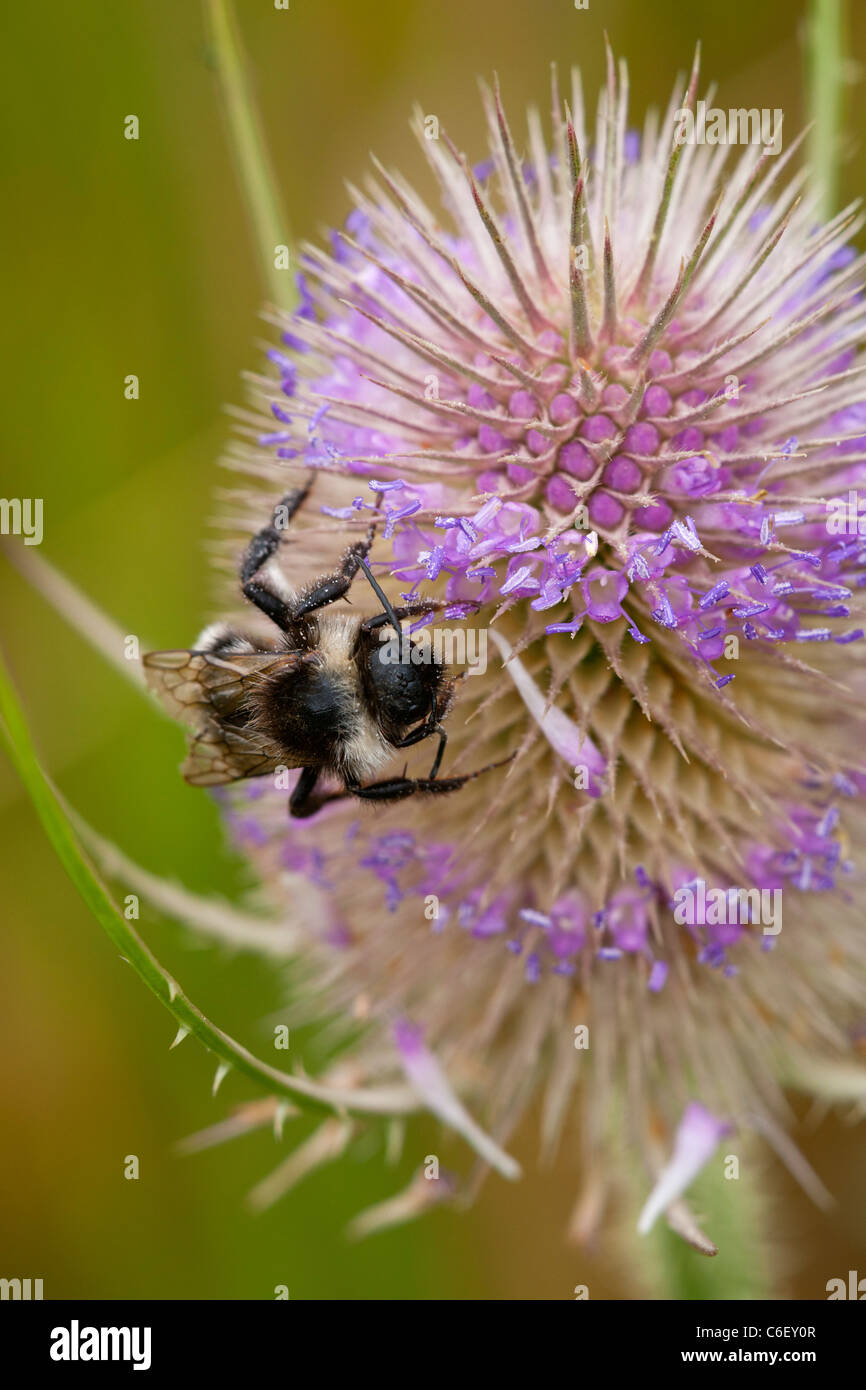 White-tailed Bumblebee Bombus lucorum on Wild Teasel Dipsacus fullonum ...